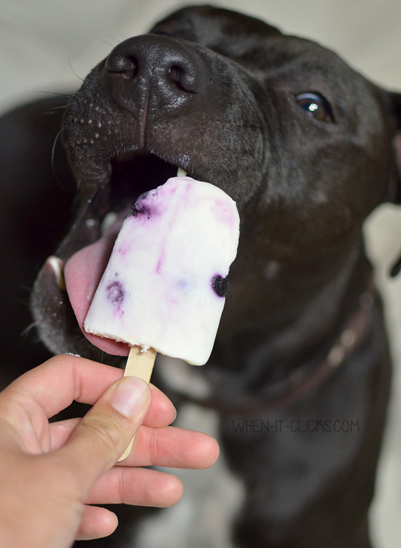 Popsicles for Pets! – When It Clicks