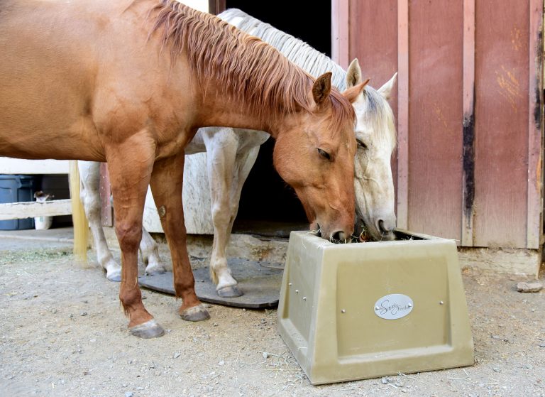 Benefits of Slow-Feeders for Horses – When It Clicks