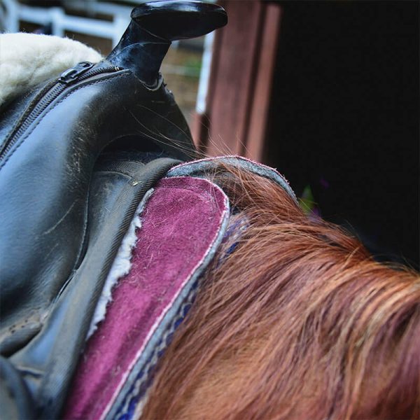 SaddleRight: Custom Orthopedic Saddle Pads & My Horses – When It Clicks