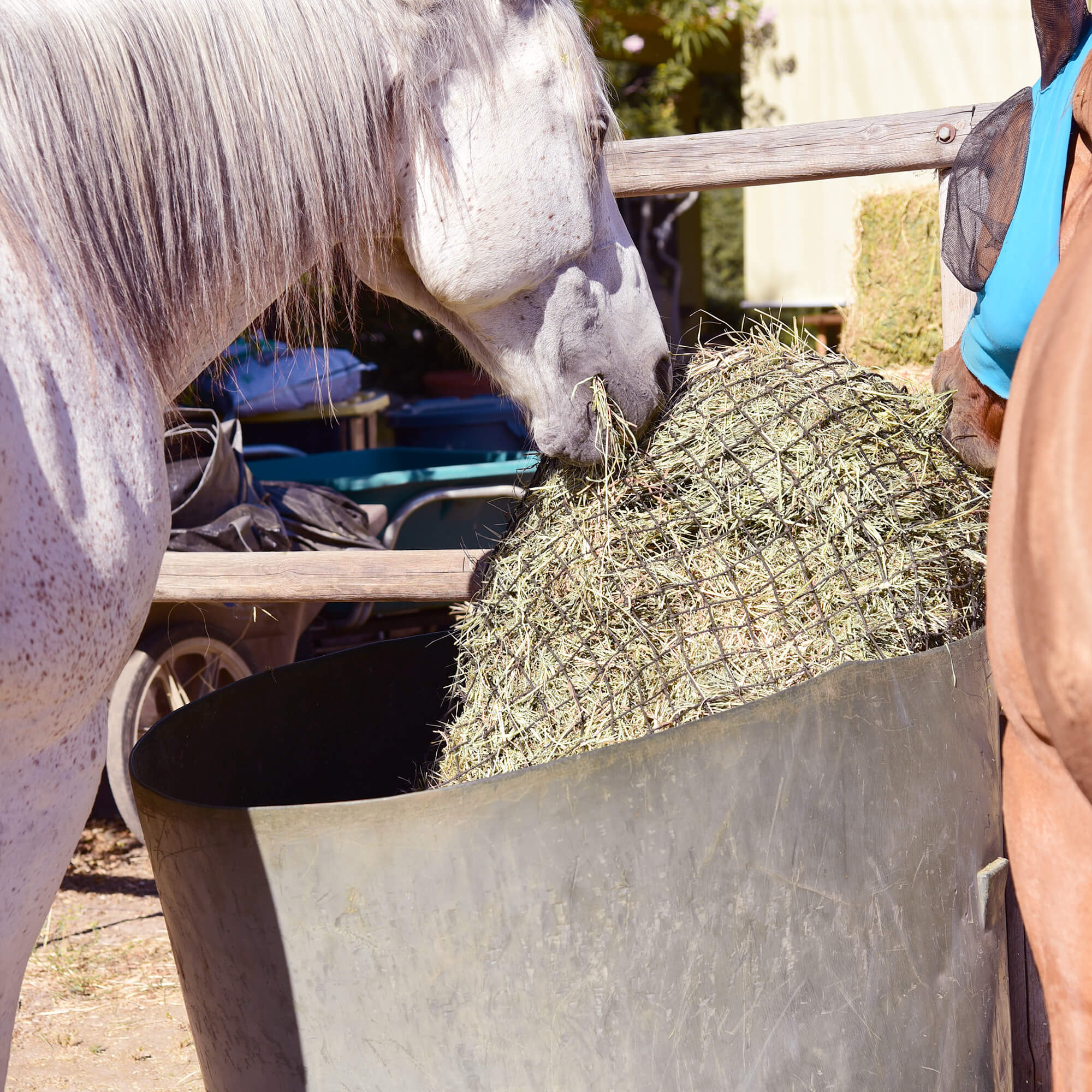 Hay Chix Hay Nets – When It Clicks