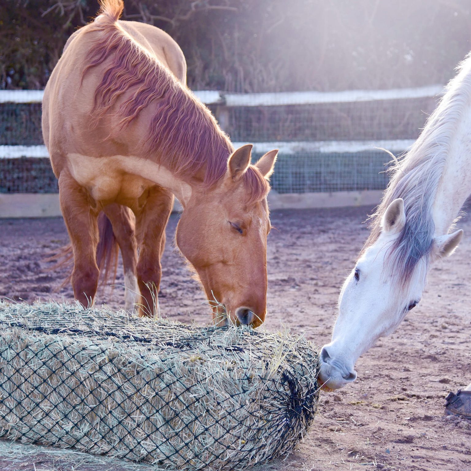 Hay Chix Hay Nets – When It Clicks