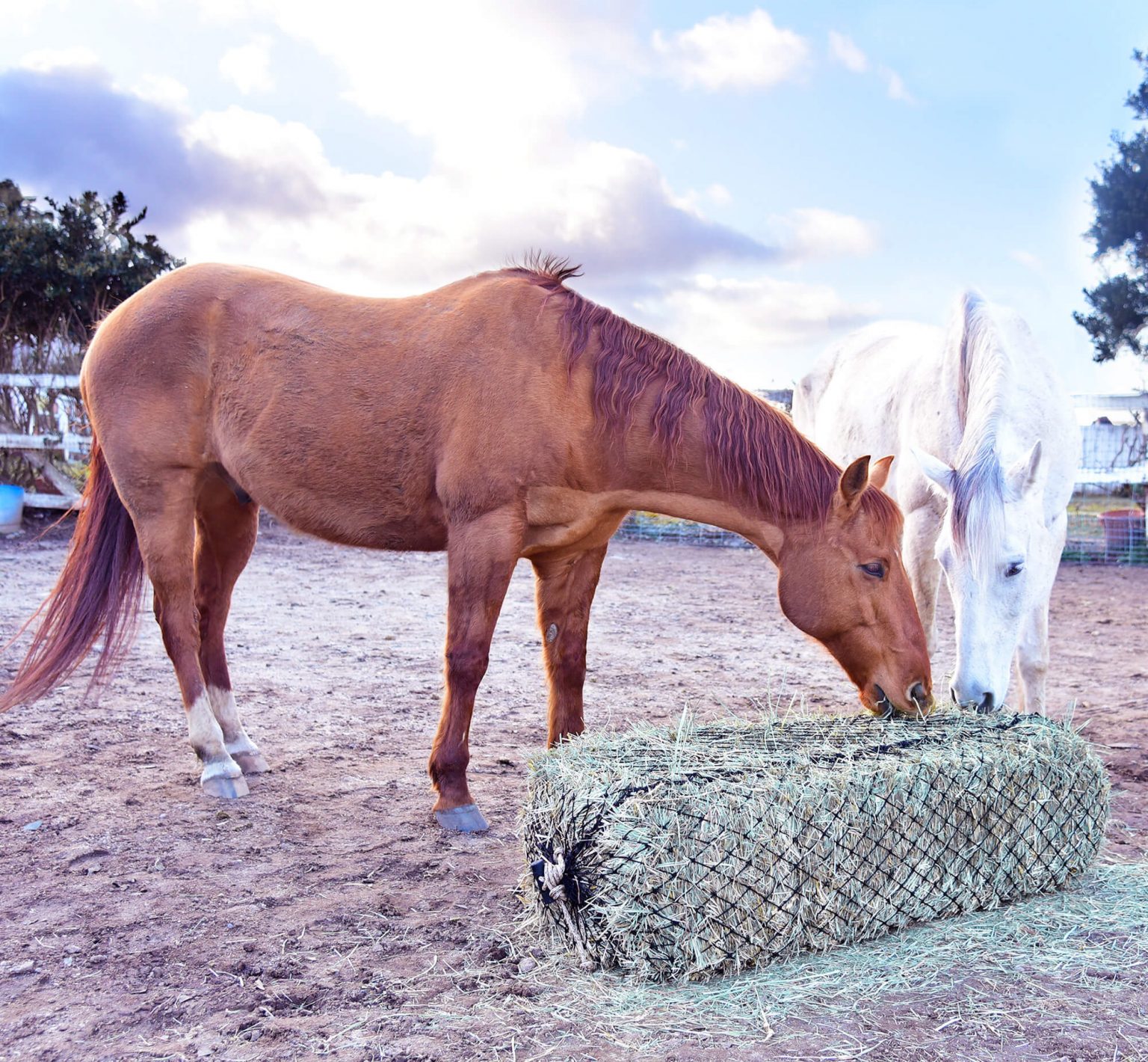 Hay Chix Hay Nets – When It Clicks