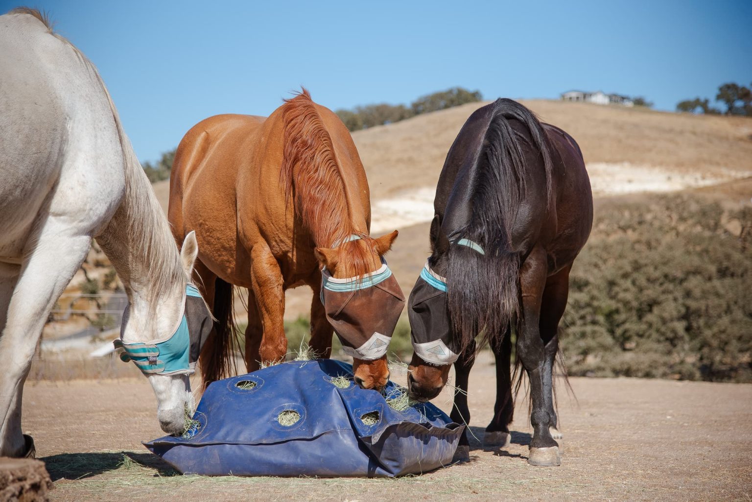 HayPlay Bags from GG Equine – When It Clicks
