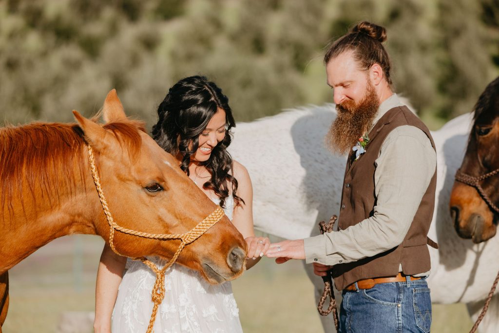 Hock & Fetlock Shields by Click Horse Products – When It Clicks